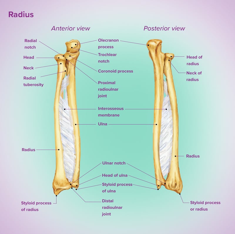 Radial Tuberosity Bio Lexicon